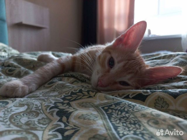 Рыжий котенок в добрые руки