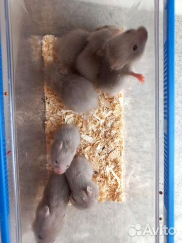 Сирийский длинношёрстный хомяк