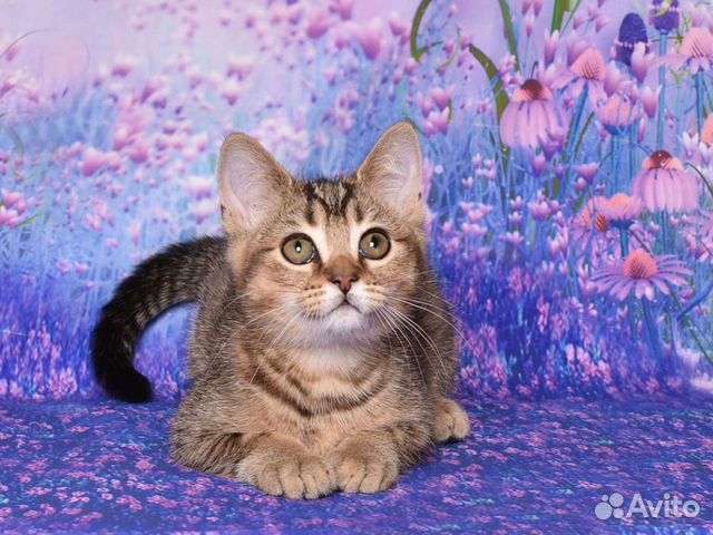 Мальчик скоттиш килт