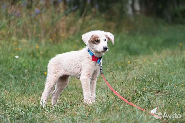 Щенок в дар, в добрые руки