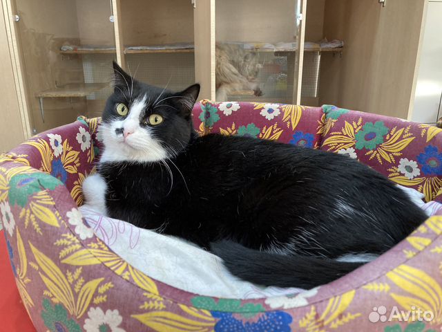 Отдам котика в добрые руки