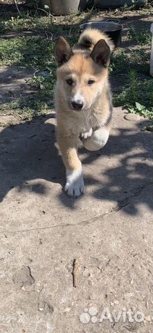 Щенок лайка западно сибирская