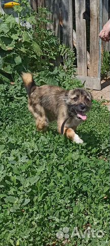 Отдам. Маленькая весёлая собачка, стерилизованная