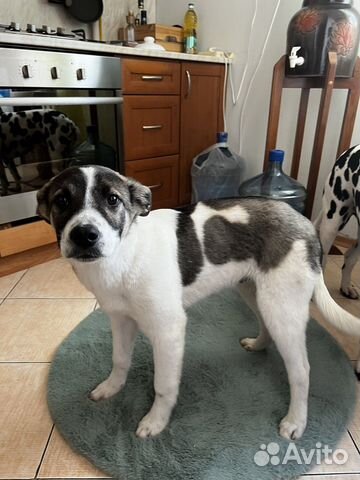 Собака в добрые руки щенок мальчик