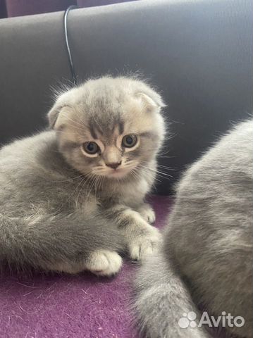 Шотландский котик