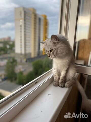 Шотландский кот вязка