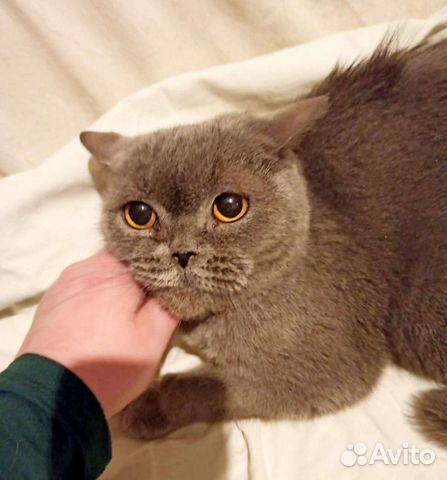 Кошка Плюшка в дар