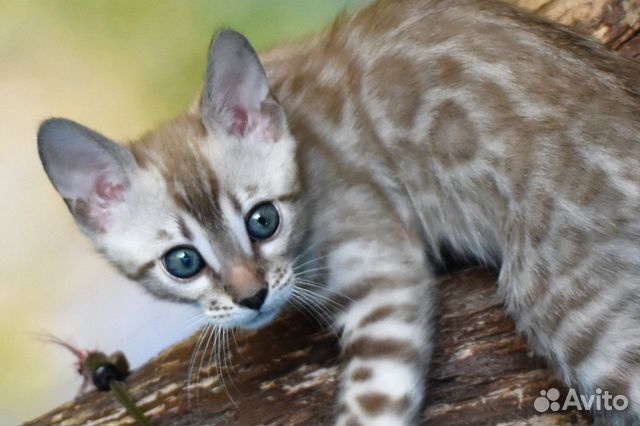 Снежная бенгальская кошка