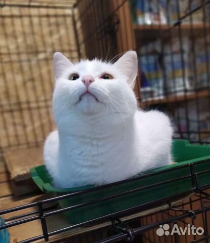 Нужен дом кошечке