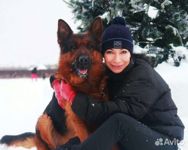 Продаются щенки 3 мес