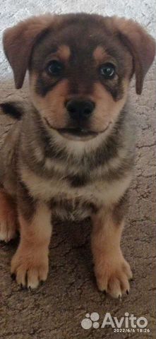 Собака в добрые руки щенок