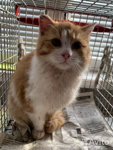 Котенок, девочка, ручная