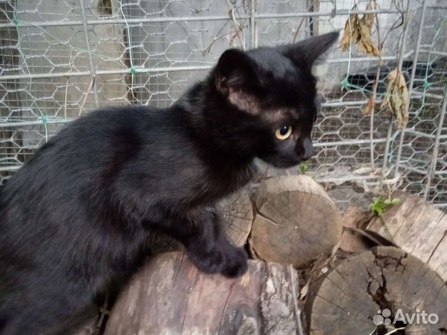 Кошка в дар