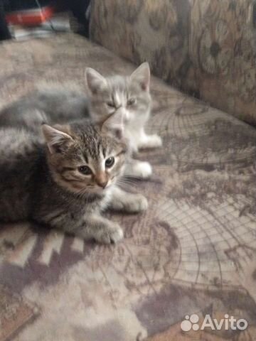 Малыши ищут своих хозяев