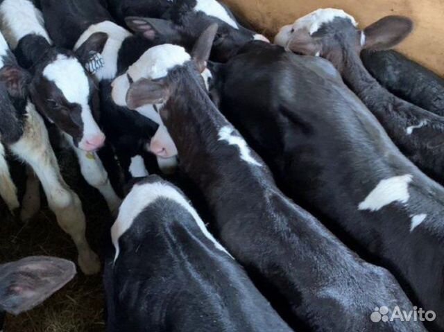 Бычки телята