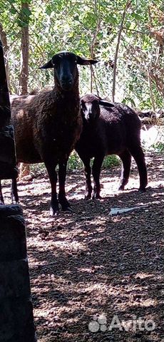 Овца и ягнёнка 2