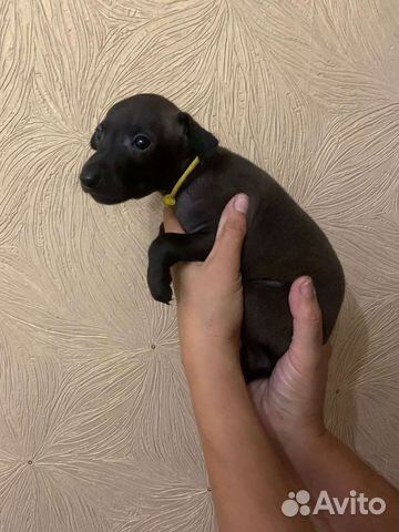 Левретка (малая итальянская борзая)