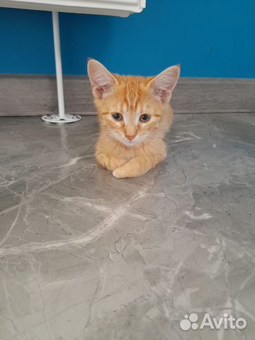 Вениамин – солнечный котенок