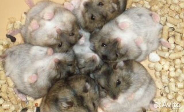 Джунгарские хомячата