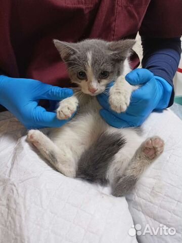 Котёнок полтора месяца