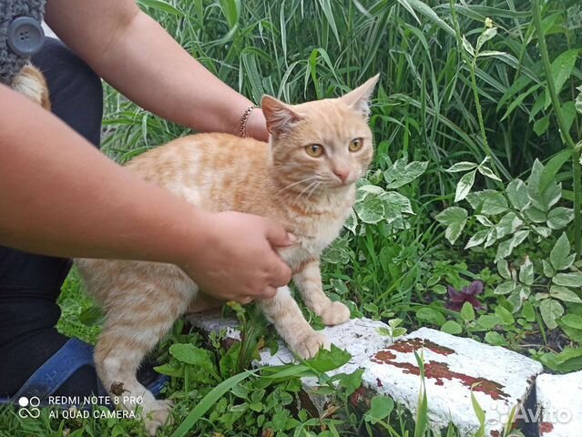 Супер котик