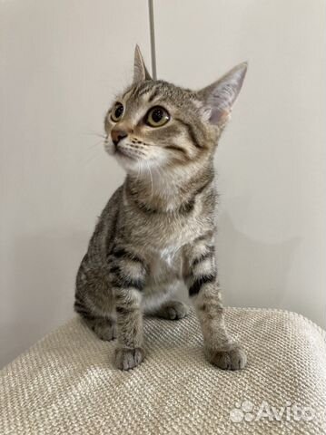 Отлам котёнка в добрые руки