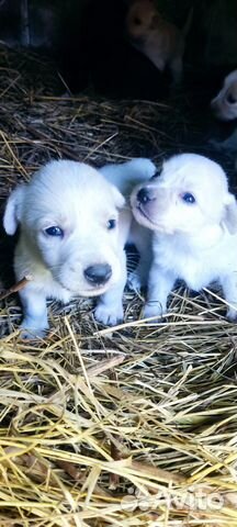 Щенки, собачка маленькие