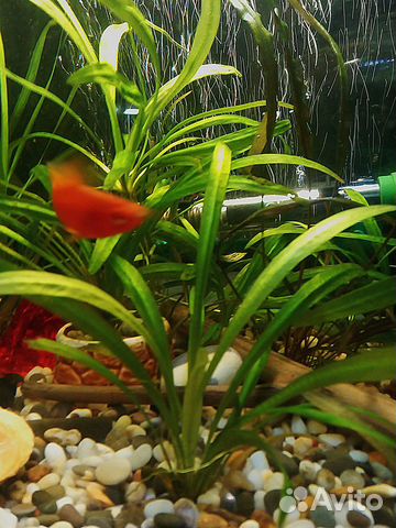 Эхинодорус Латифолиус