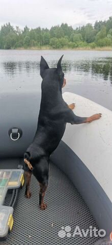 Вязка цвергпинчер