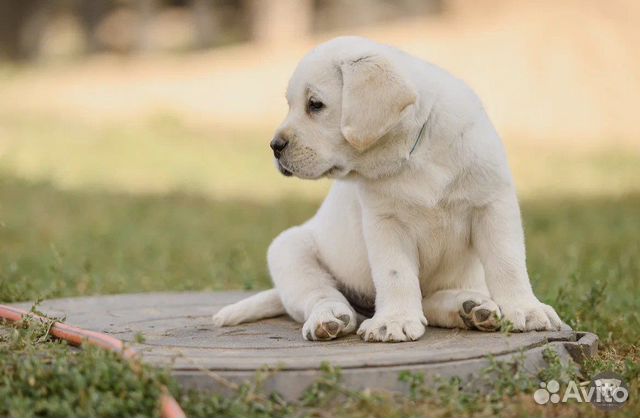 Лабрадор щенки