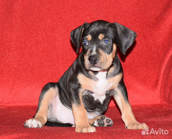 Кобель прайтера