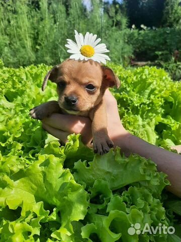 Мини той-терьер щенки