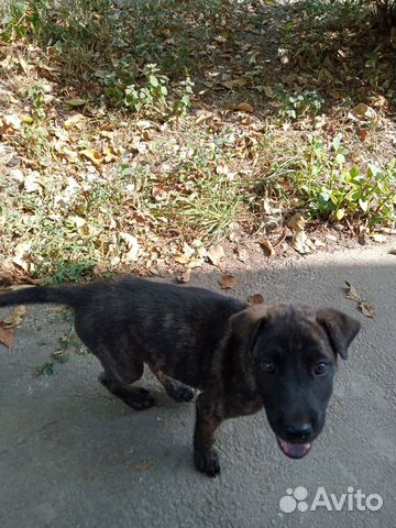 Щенок Голландской овчарки (Хердер)