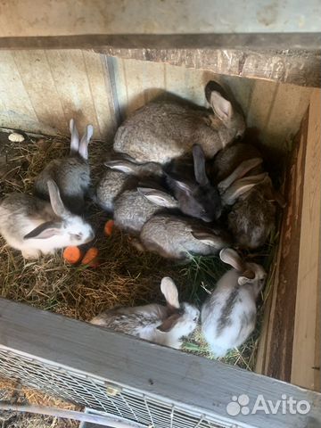 Крольчата