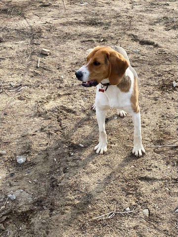 Бигль мальчик 7 мес