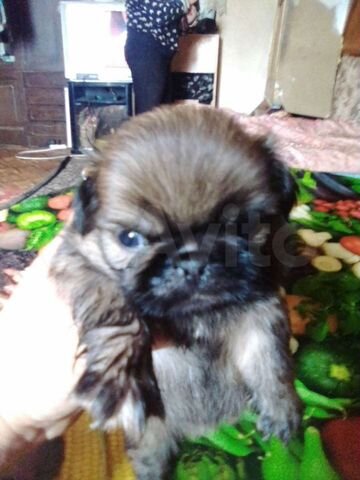 Щенки пекинеса Продаются щенки,девочки и мальчик.Р
