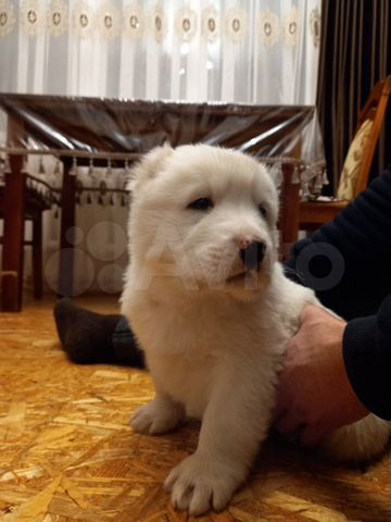 Щеночка в заботливые руки