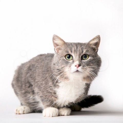 Серебряный красавец Тор ищет ответственную семью