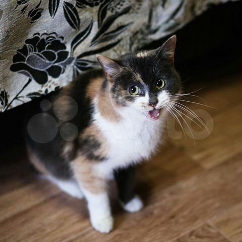 Замурчательная Трёхцветка Дымка В Дар В Добрые Рук