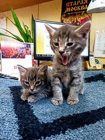 Котята