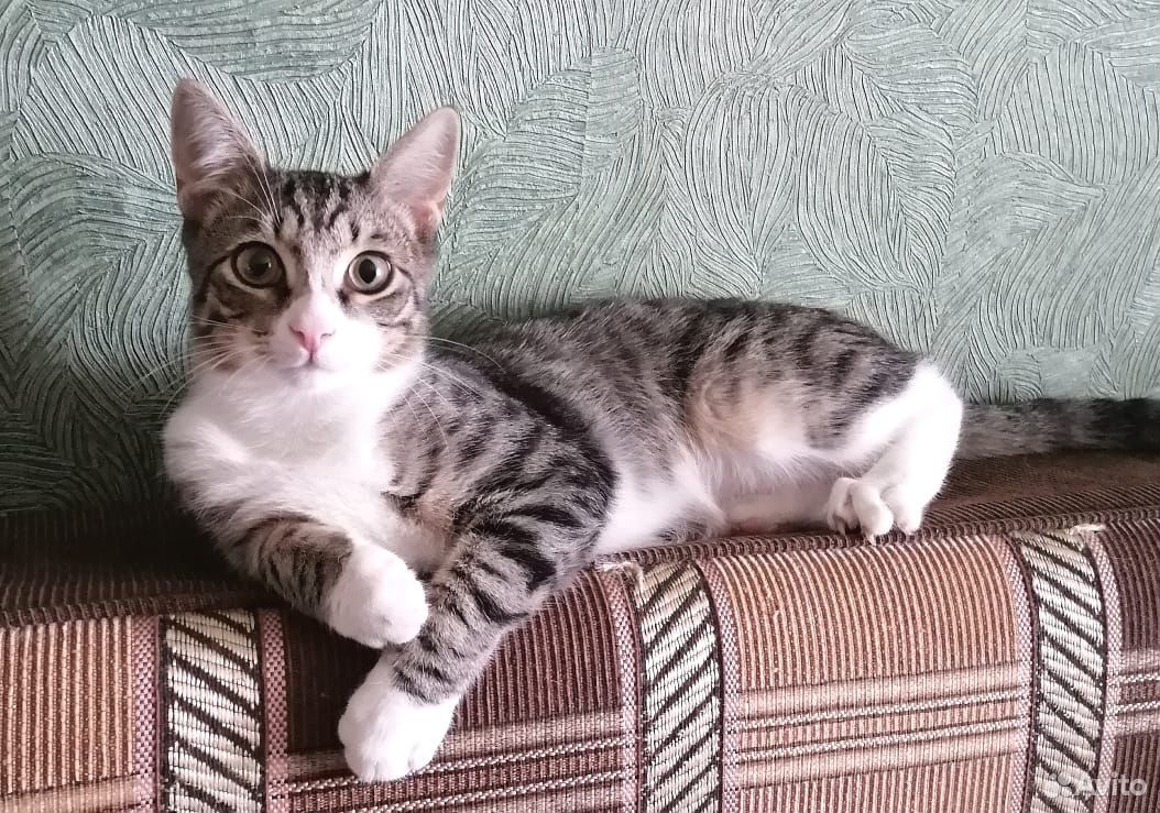 Ласковый котенок