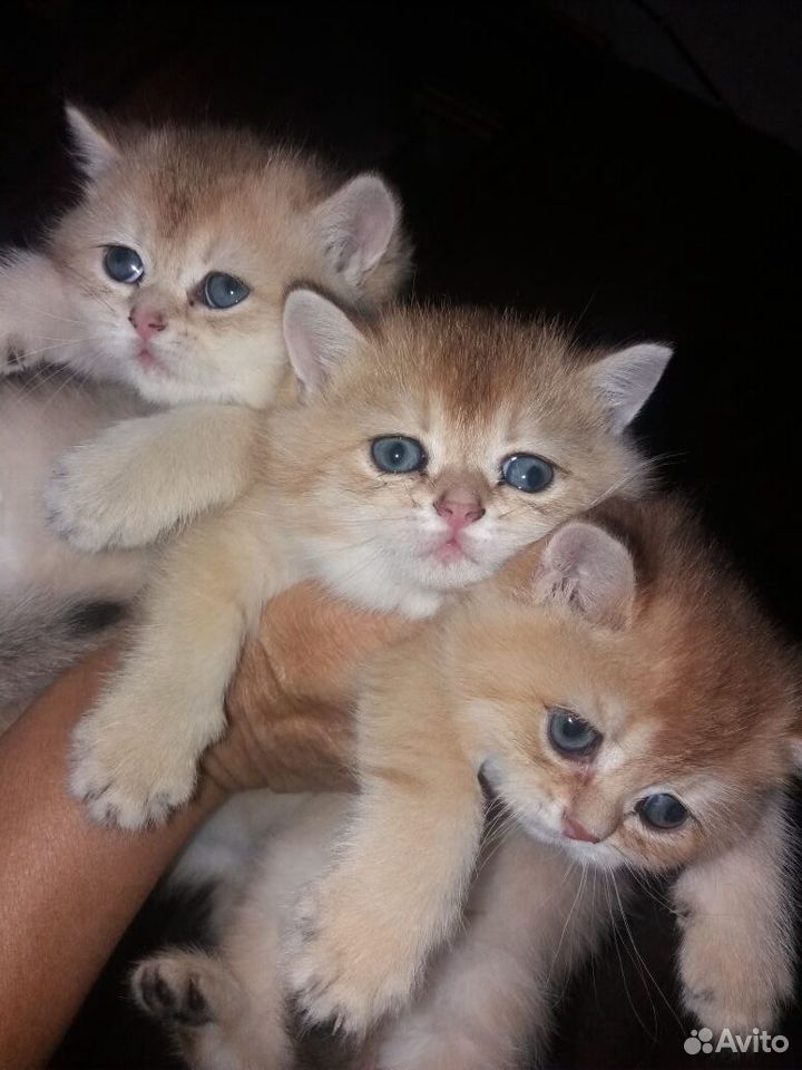 Золотые Британские котята Тесей и Тася