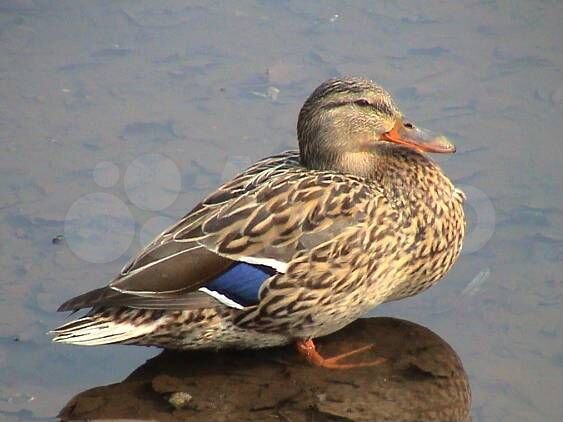 Утки подсадные