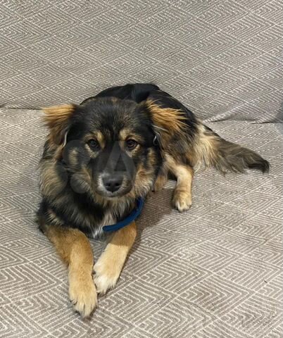 Ищет дом щенок не крупной Собачки Герда