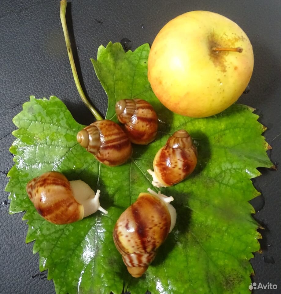 Африканские улитки разнообразных видов