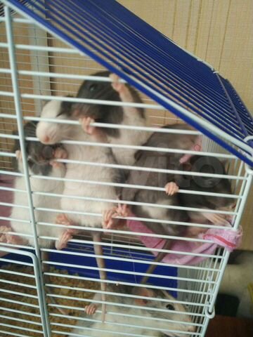 Крысята дамбо