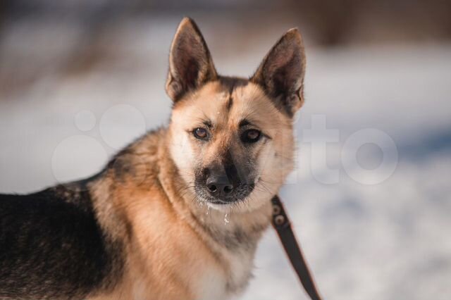 Алина ищет дом