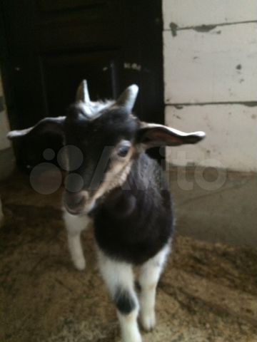 Продам альпийско-нубийскую козочку