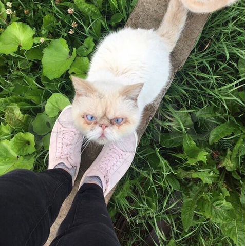 Вязка Экзот лежит скучает ждёт свою ненаглядную