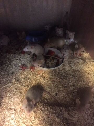 Продаю грызунов подробности писать